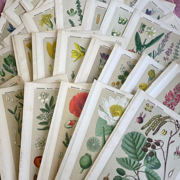 Antique Botanical Prints - Etsy