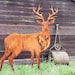 Large Rusty Metal Stag Deer / Red Deer / Deer Garden Decor / Metal ...
