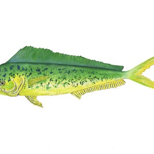 Mahi Mahi Watercolor Print: Coastal Beach House Art (digital Download ...
