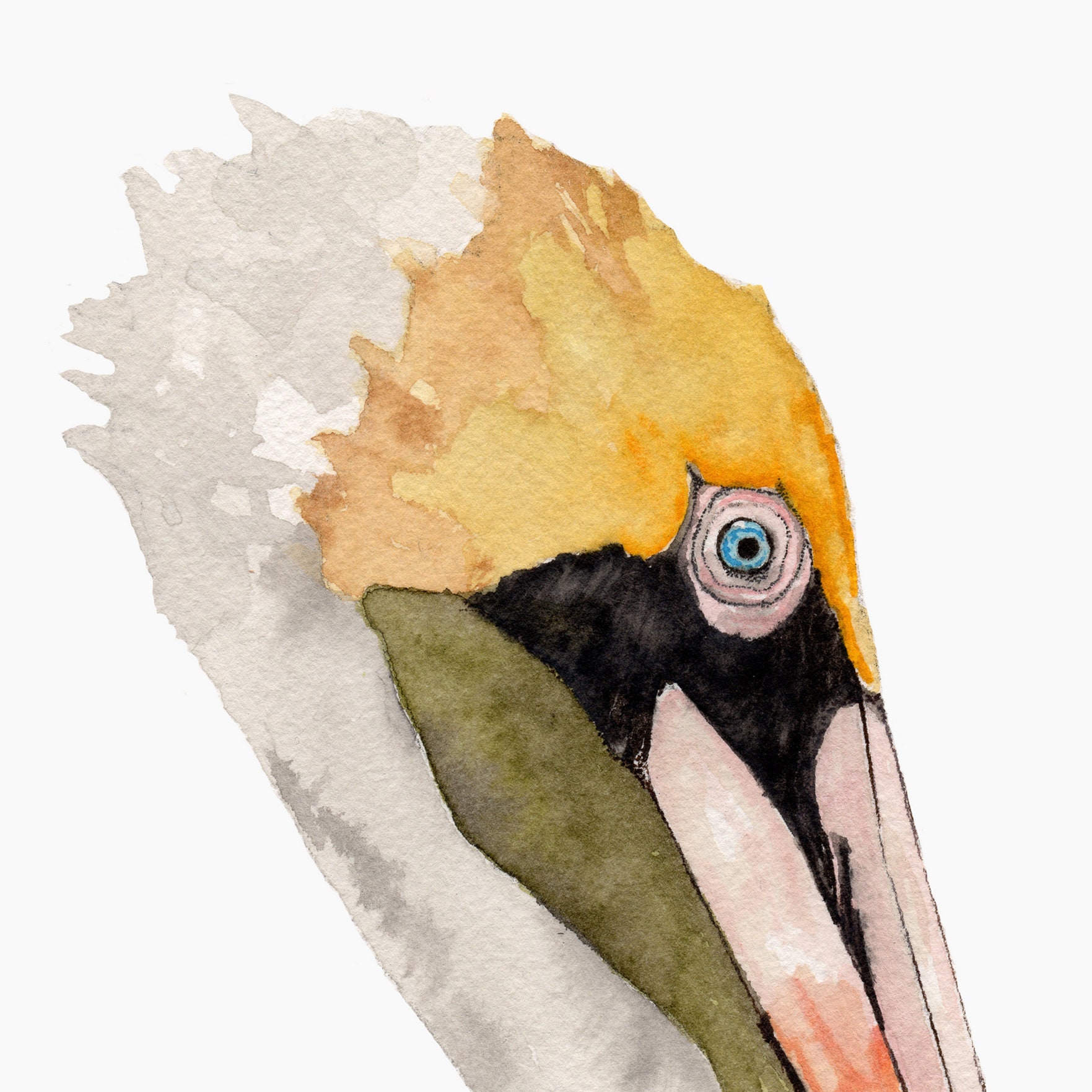 Brown Pelican Watercolor Print Coastal Wall Art Beach House - Etsy