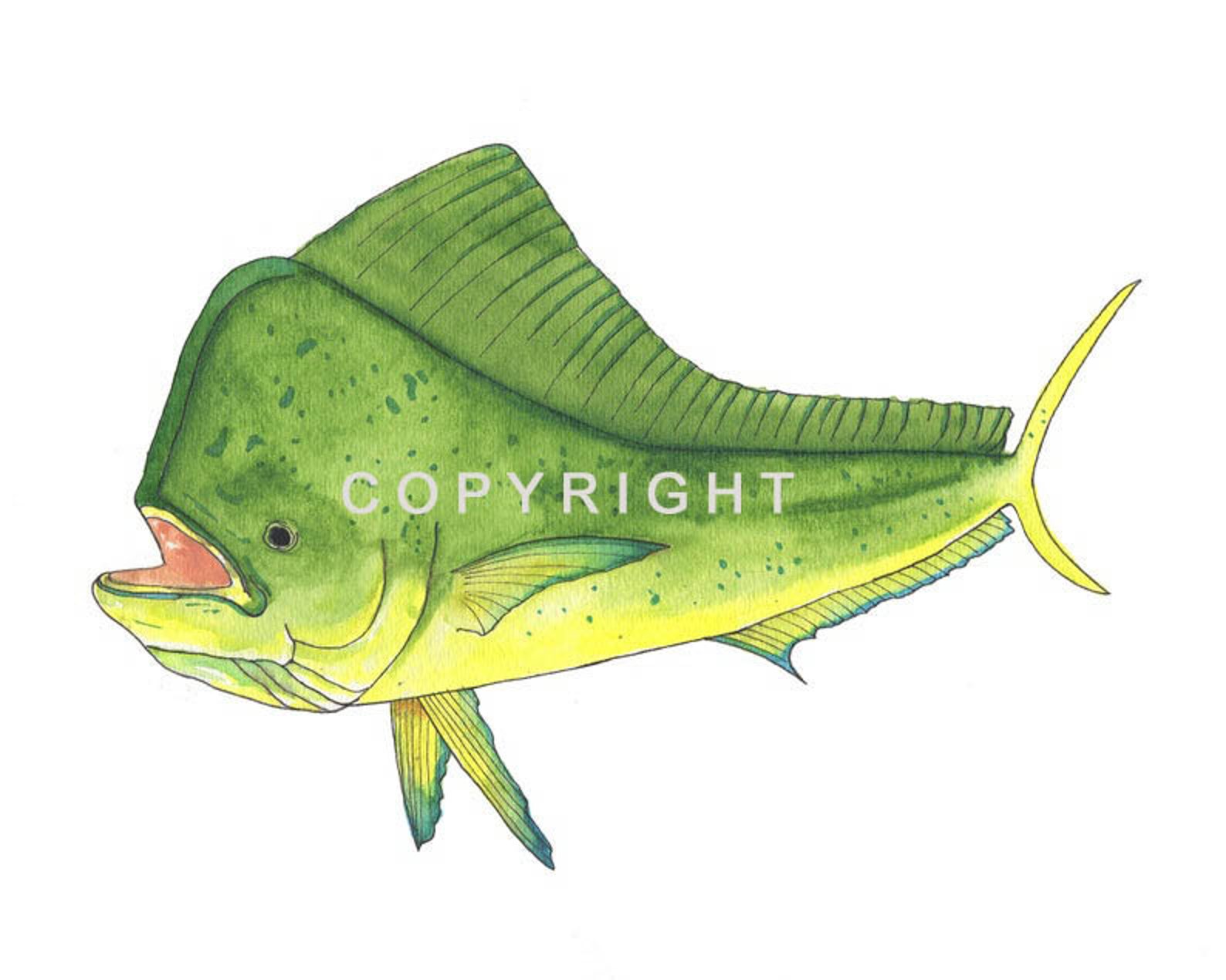 Mahi Mahi Watercolor Print Coastal Wall Art Beach House Wall - Etsy