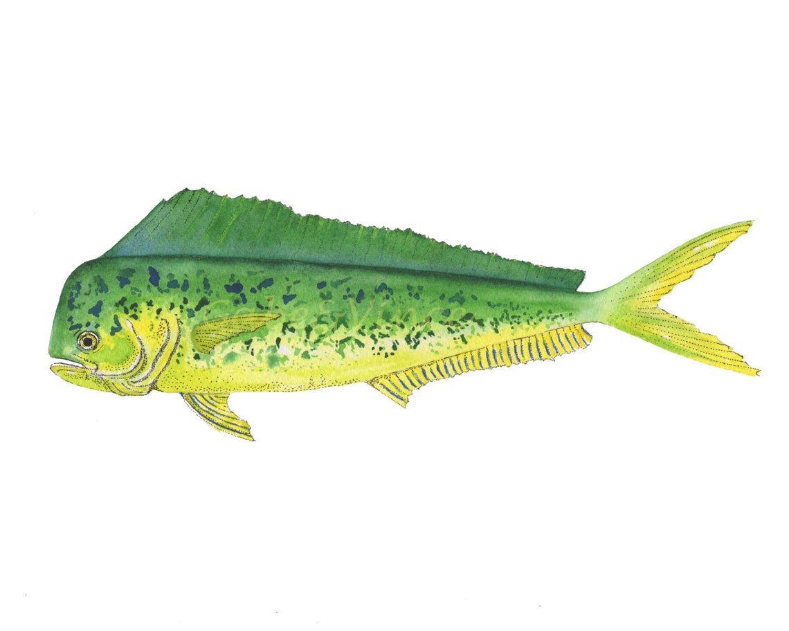 Mahi Mahi Watercolor Print Fish Art Mahi Mahi Art Print - Etsy