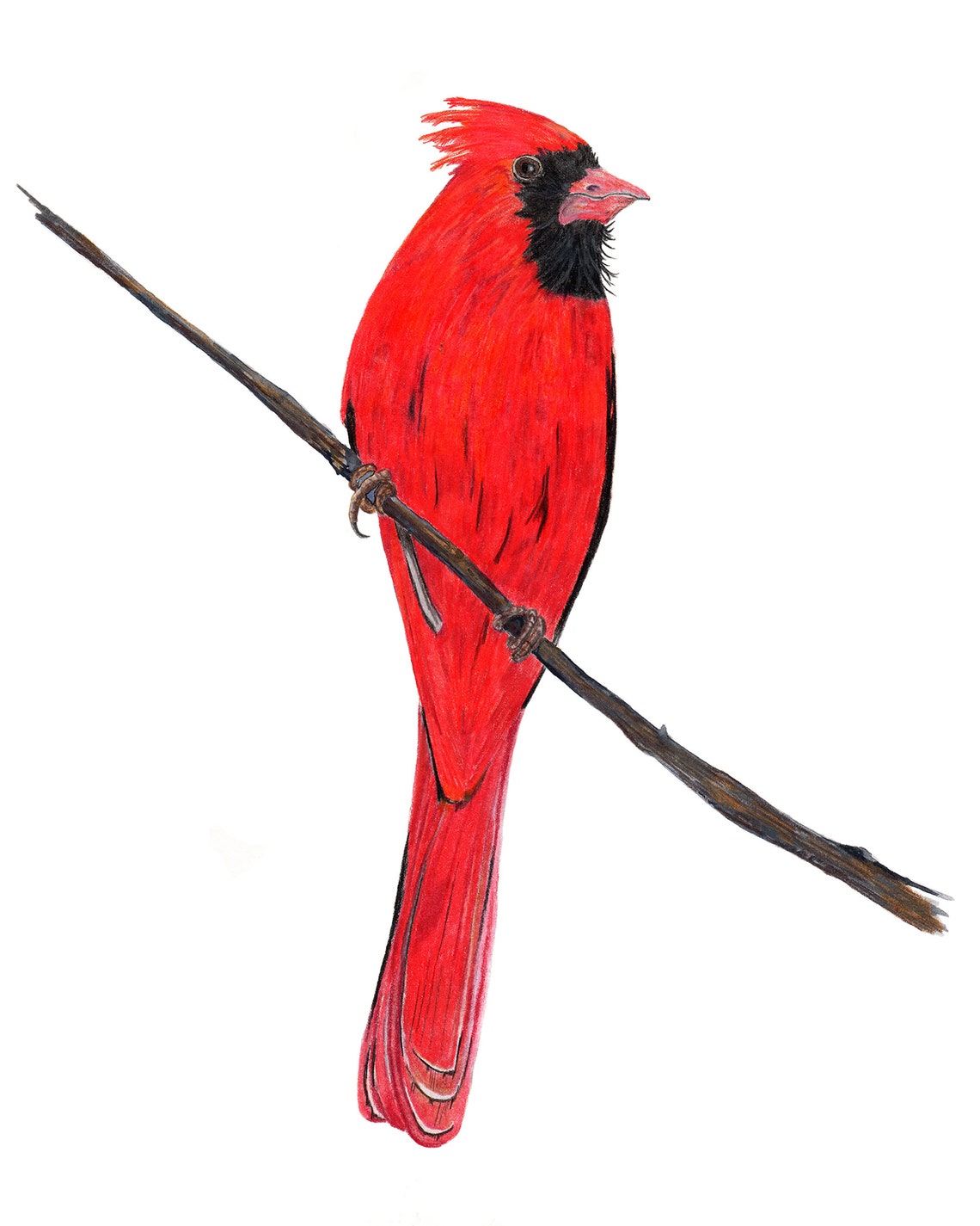 Red Cardinal Print Red Cardinal Printable Bird Print - Etsy