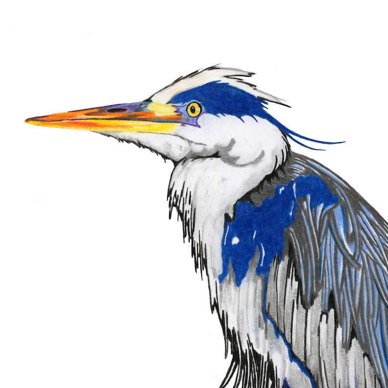 Great Blue Heron Print Blue Heron Printable Printable - Etsy