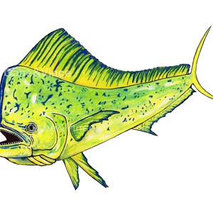 Mahi Mahi Print, Mahi Mahi Watercolor, Printable Coastal Wall Art ...