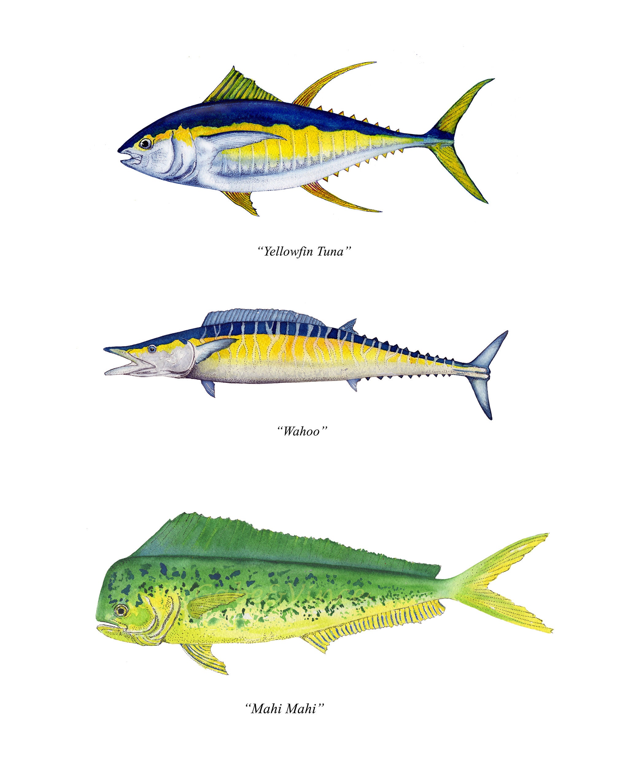 Yellowfin Tuna, Wahoo, and Mahi Mahi Watercolor Print: Coastal Wall Art ...
