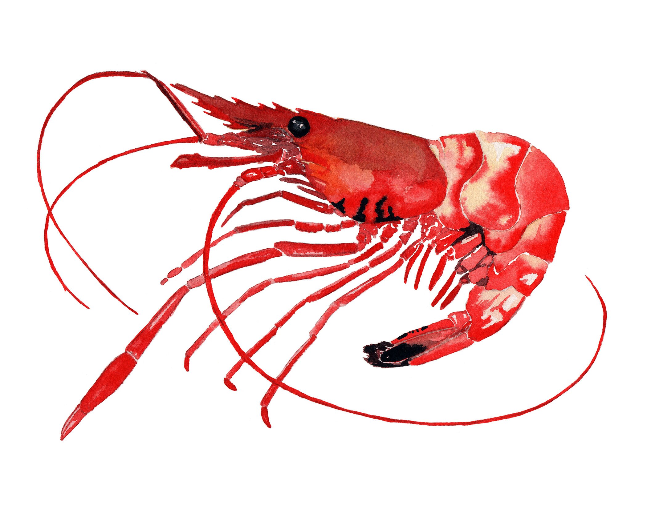 Printable Picture Of Shrimp