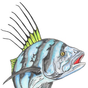 Rooster Fish Print, Printable, Printable Coastal Wall Art, Saltwater ...