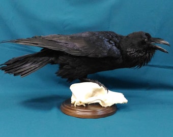 Real raven skull | Etsy
