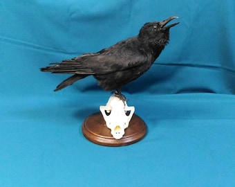 Real raven skull | Etsy