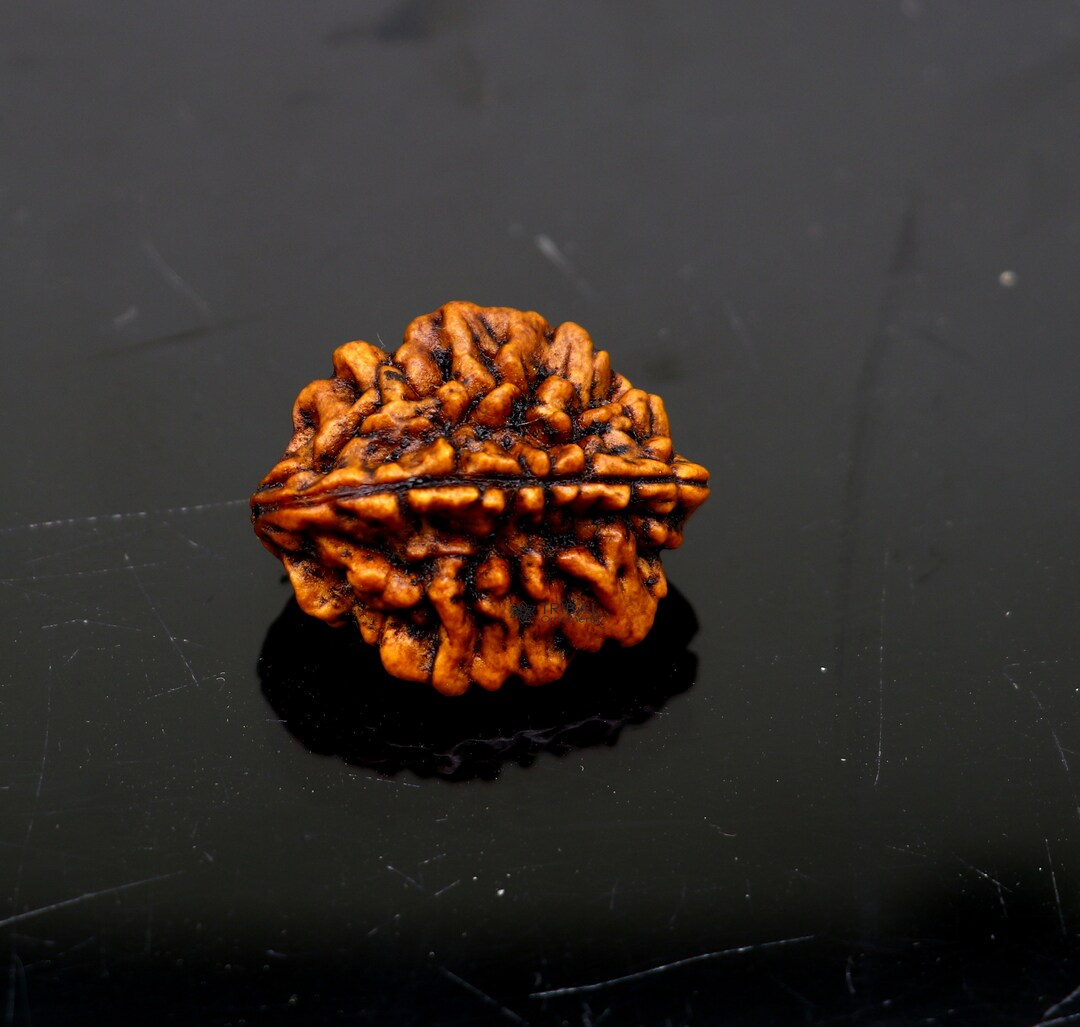 Certified 2 Mukhi Rudraksha Original Holy Divine Two Face Rudraksha ...