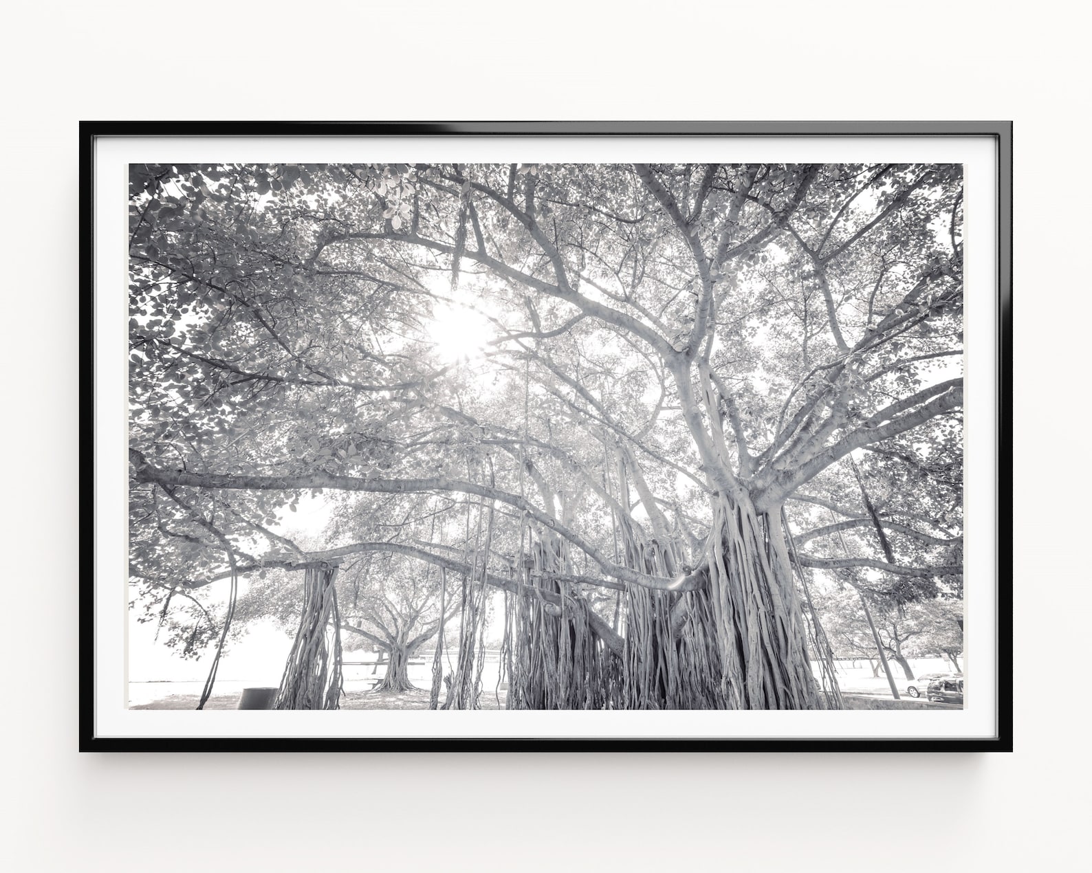 Banyan Tree Print, Black and White Prints, Nature Wall Art, Large Tree ...