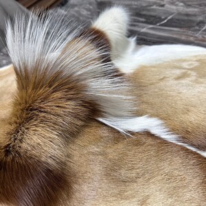 Springbok Fur Deer Skin Genuine Natural Springbok Pelt Real Springbok ...