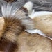 Springbok Fur Deer Skin Genuine Natural Springbok Pelt Real Springbok ...