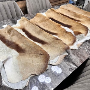 Springbok Fur Deer Skin Genuine Natural Springbok Pelt Real Springbok ...