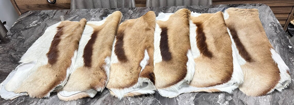 Genuine Springbok Fur Hide: Natural Gazelle Skin Rug (85cm X 60cm) - Etsy