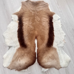 Springbok Fur Deer Skin Genuine Natural Springbok Pelt Real Springbok ...