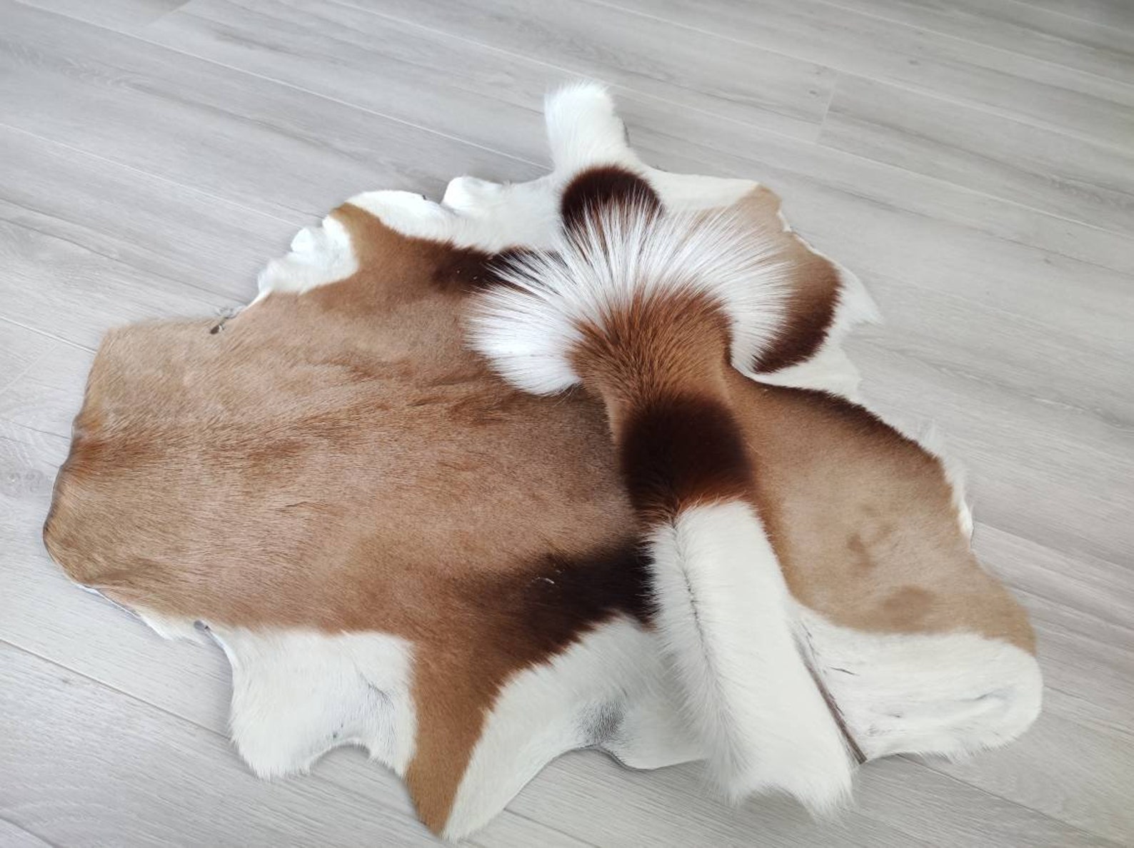 Genuine Springbok Fur Hide: Natural Gazelle Skin Rug (85cm X 60cm) - Etsy