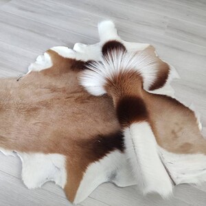 Springbok Fur Deer Skin Genuine Natural Springbok Pelt Real Springbok ...