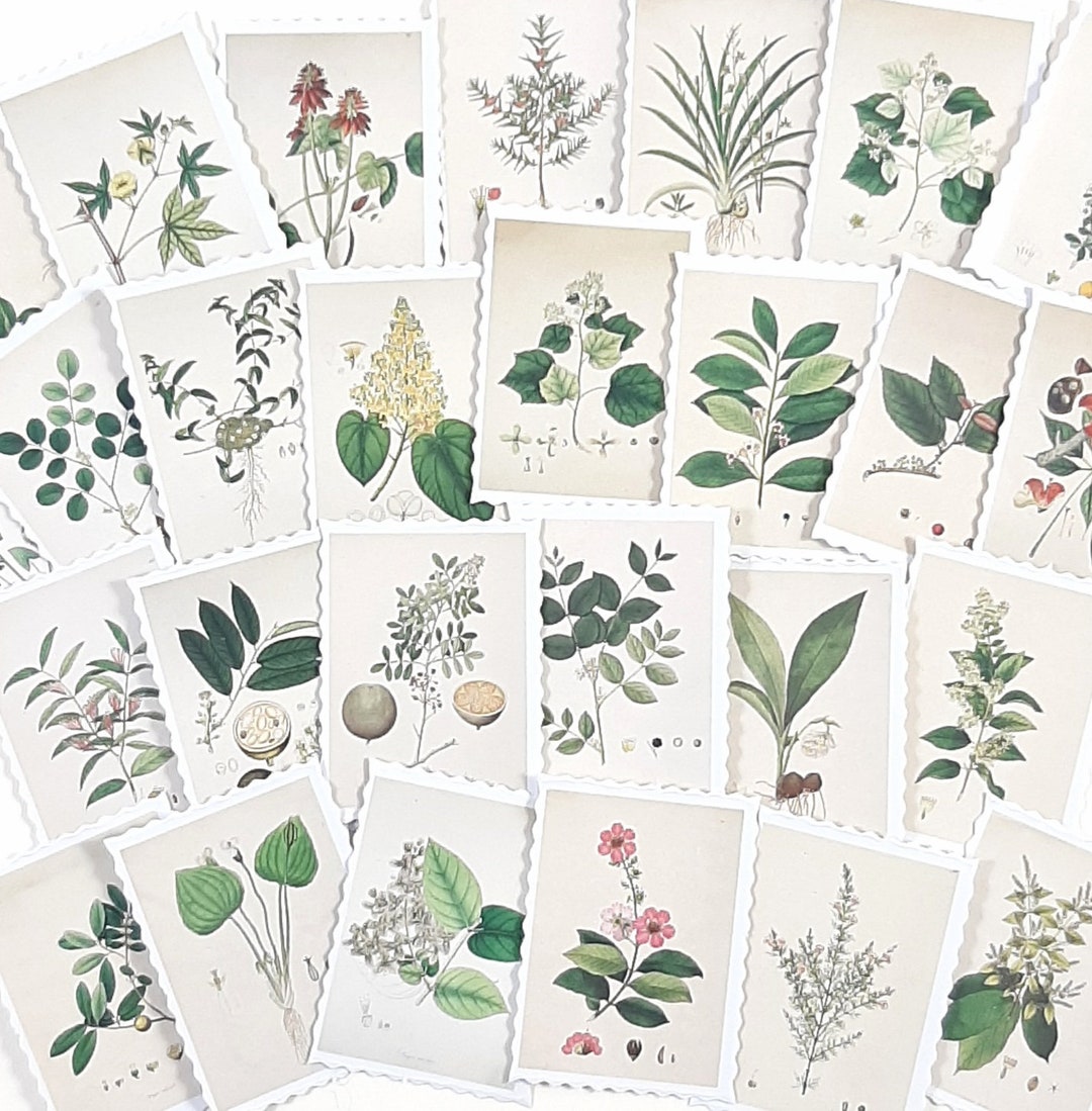 Vintage Botanical Stamp Sticker Set, Retro Botanical Stickers, Junk ...
