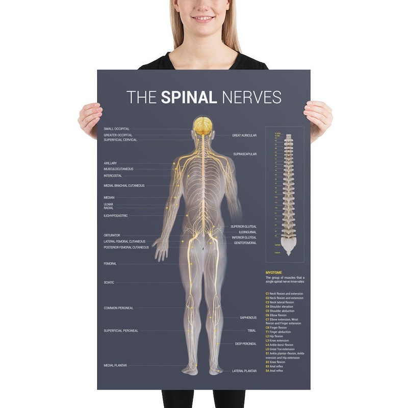 Spine and Nerves Poster - Etsy