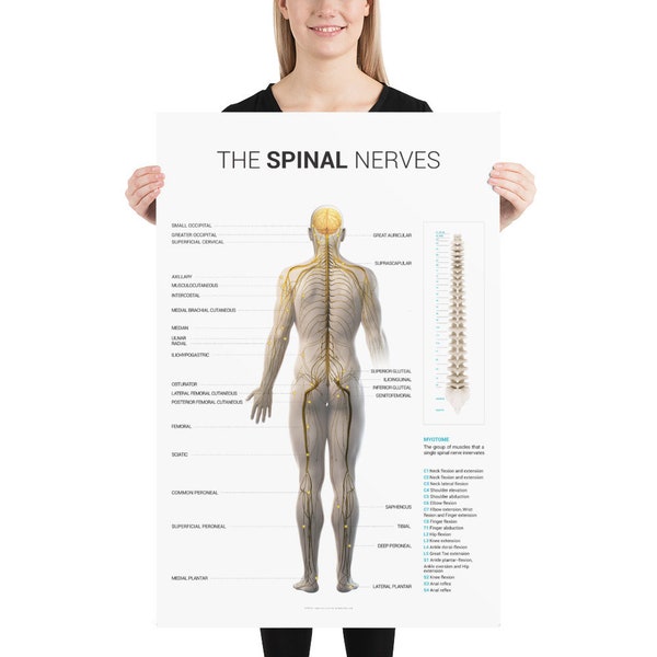 Spinal Nerve Chart - Etsy