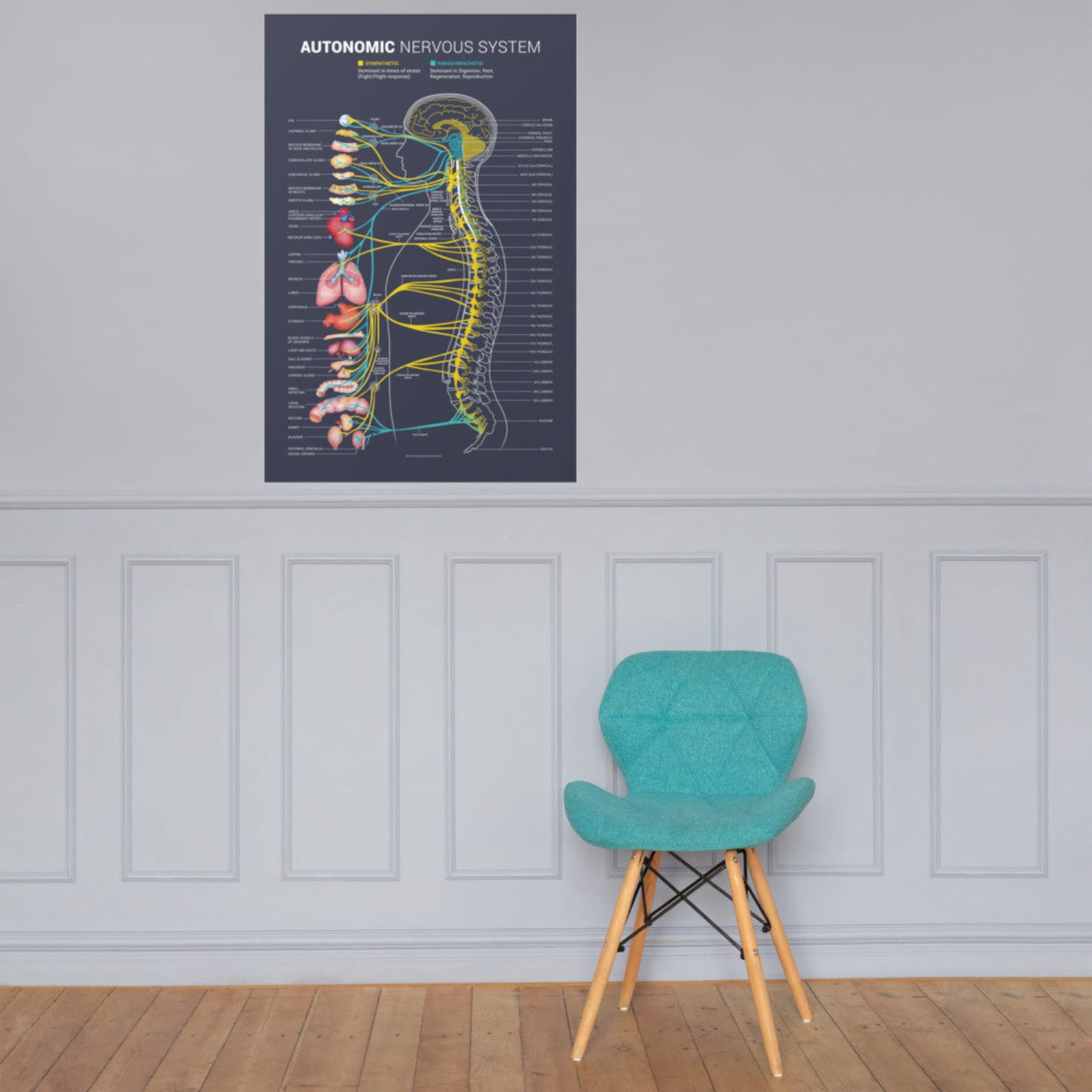 Autonomic Nervous System Chart - Etsy