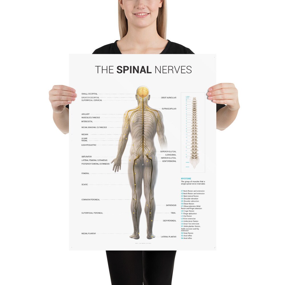 Spinal Nerve Chart Anatomy