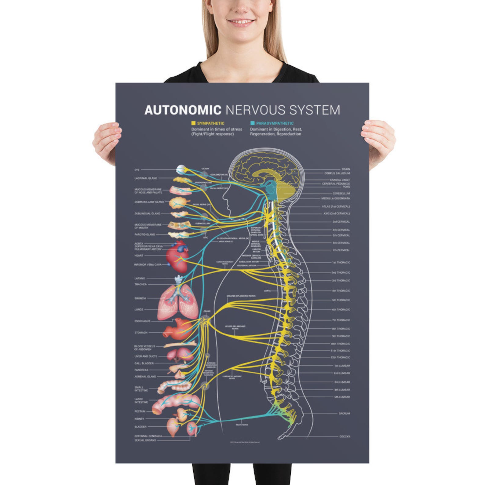 Autonomic Nervous System Chart - Etsy Australia