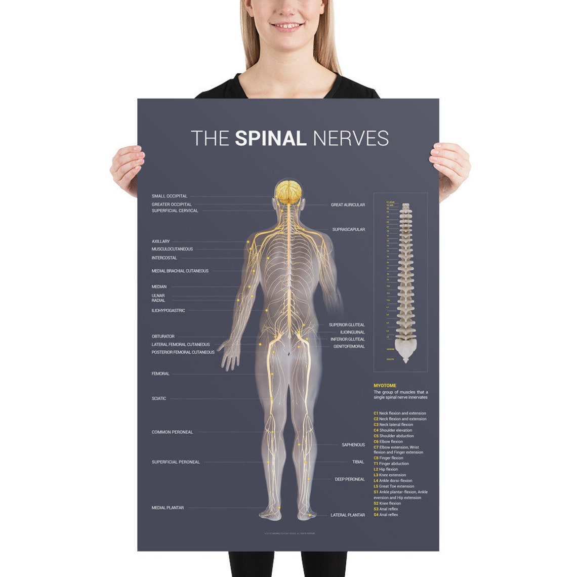 Spinal Nerve Poster Dark | Etsy