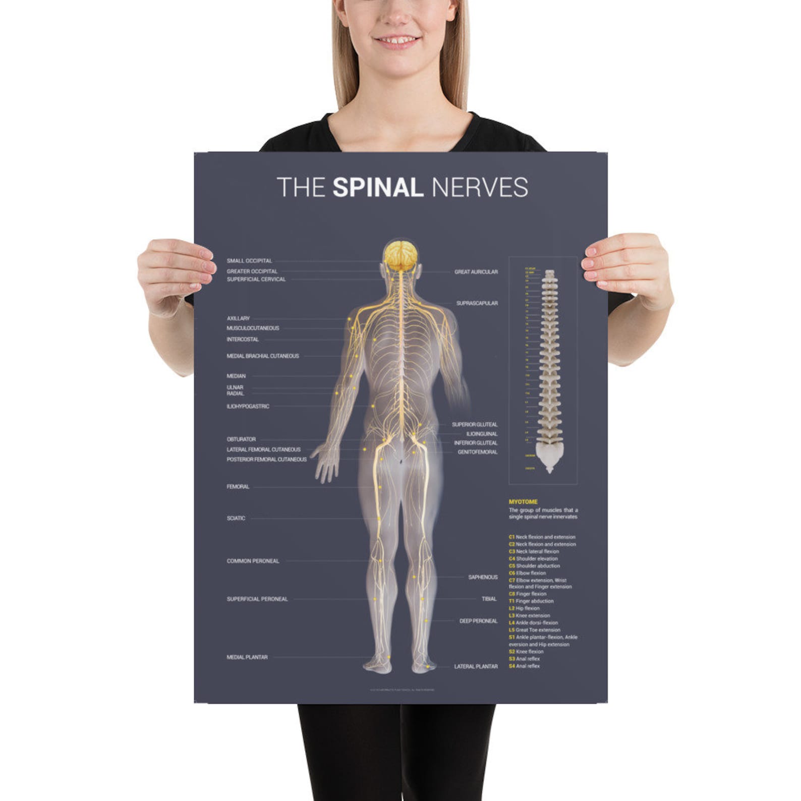 Spinal Nerve Poster (dark) - Etsy