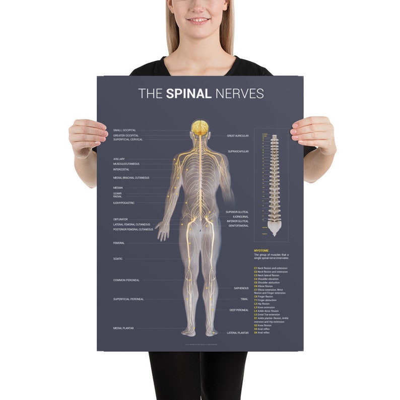 Spinal Nerve Poster (dark) - Etsy