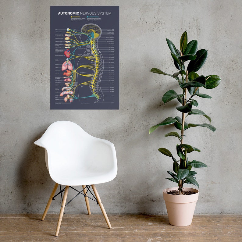 Autonomic Nervous System Chart - Etsy