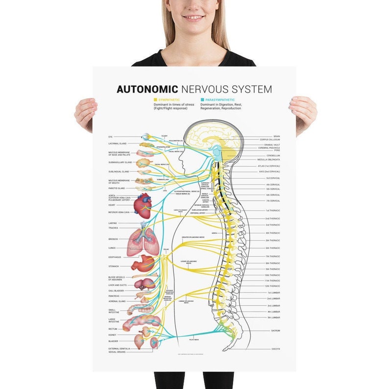 Contemporary Autonomic Nervous System (light Version) - Etsy