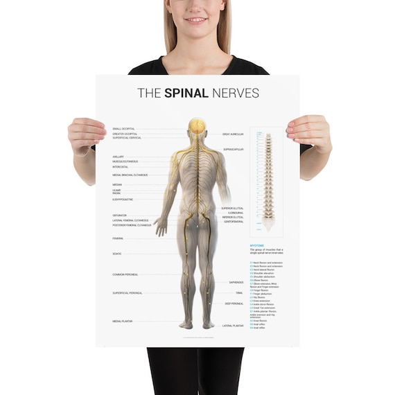 Spinal Nerves Anatomical Chart
