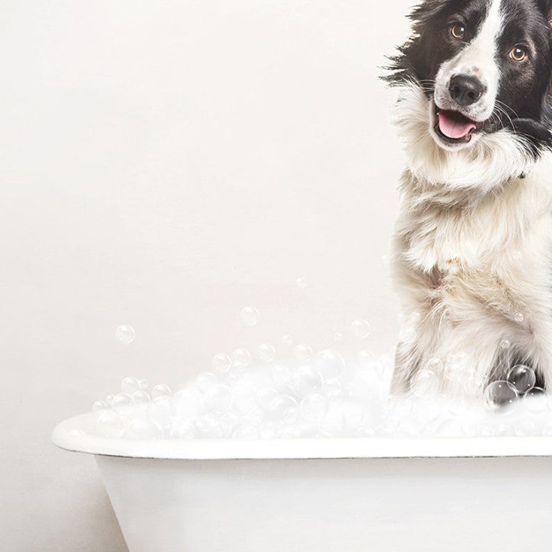 Border Collie Dog in a Vintage Bathtub Bathroom Art Whimsy - Etsy
