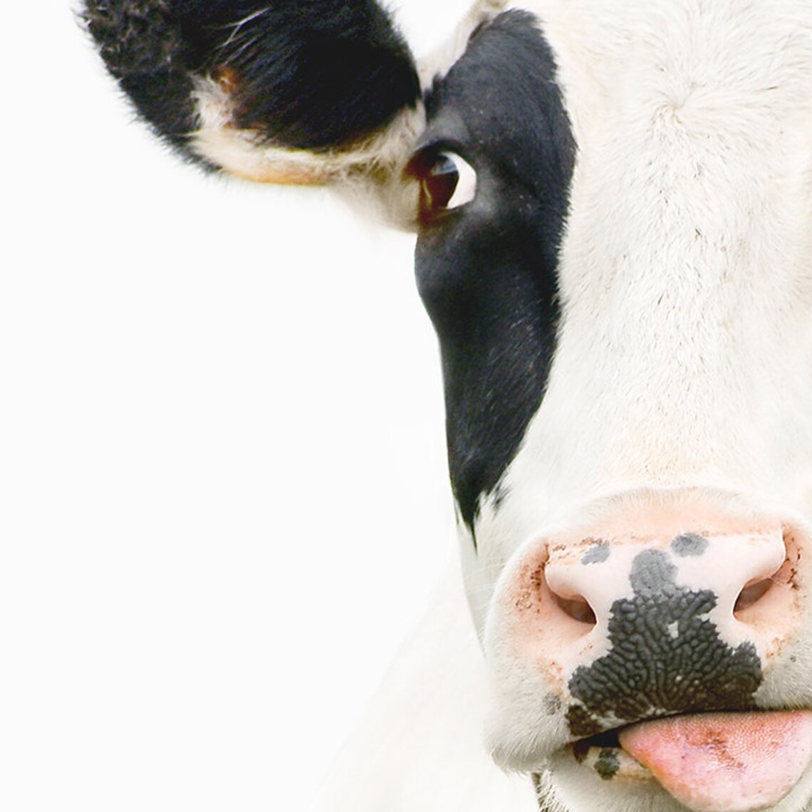 Holstein Cow Blep Print Dairy Cow Wall Art Cow Art Print - Etsy