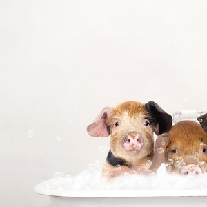 Three Little Pigs in a Vintage Bathtub, Rustic Bath Style, Pigs in Tub ...