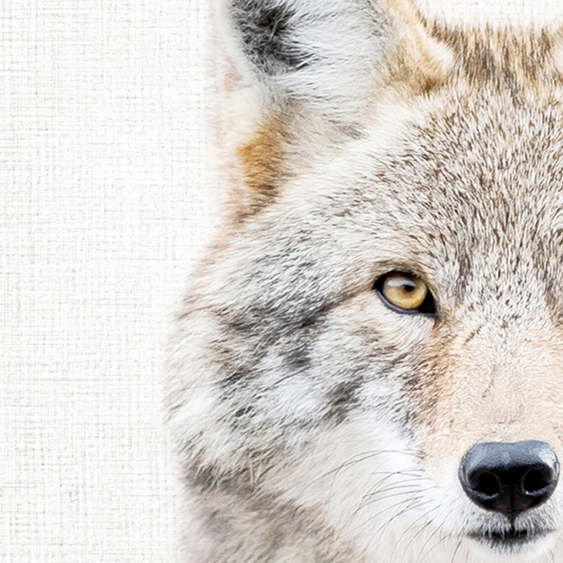 Wolf Portrait Wolf Art Print Wolf Wall Art Wolf Wall Decor - Etsy