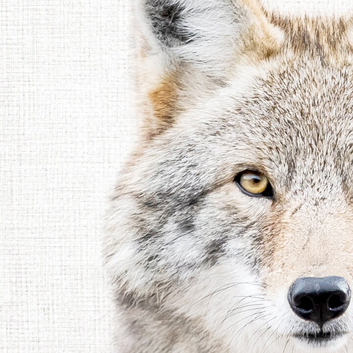 Wolf Portrait Wolf Art Print Wolf Wall Art Wolf Wall Decor - Etsy