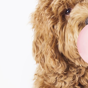 Goldendoodle Golden Labradoodle Dog Blowing Bubble Gum, Dog Art, Dog ...