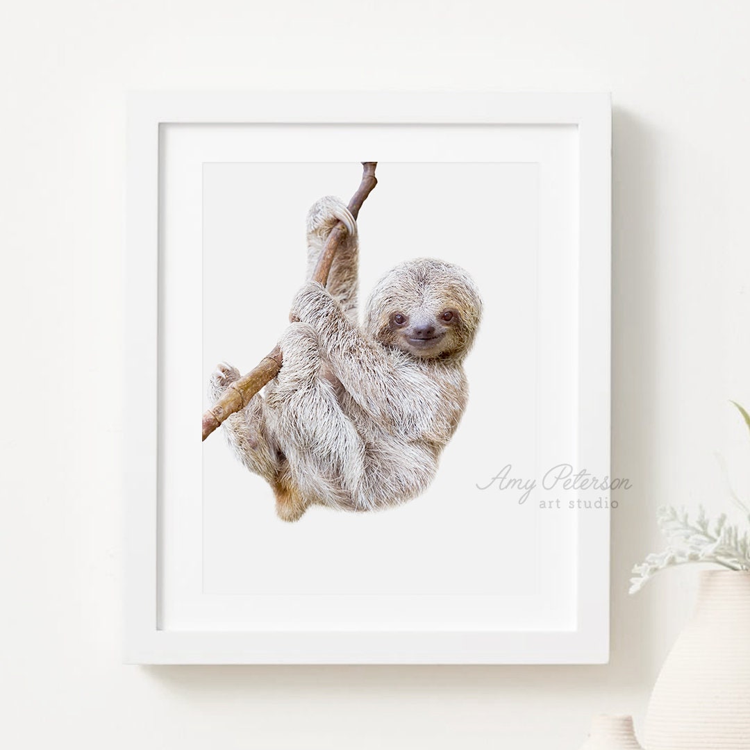 Baby Sloth Art Print Portrait of Baby Sloth Animal Wall Art - Etsy