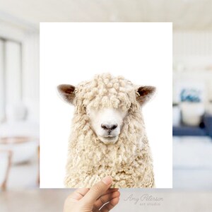 Sheep Photo Print, Farm Animal Wall Art, Sheep Portrait, Sheep Wall Art ...
