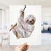 Baby Sloth Art Print, Portrait of Baby Sloth, Animal Wall Art, Sloth ...