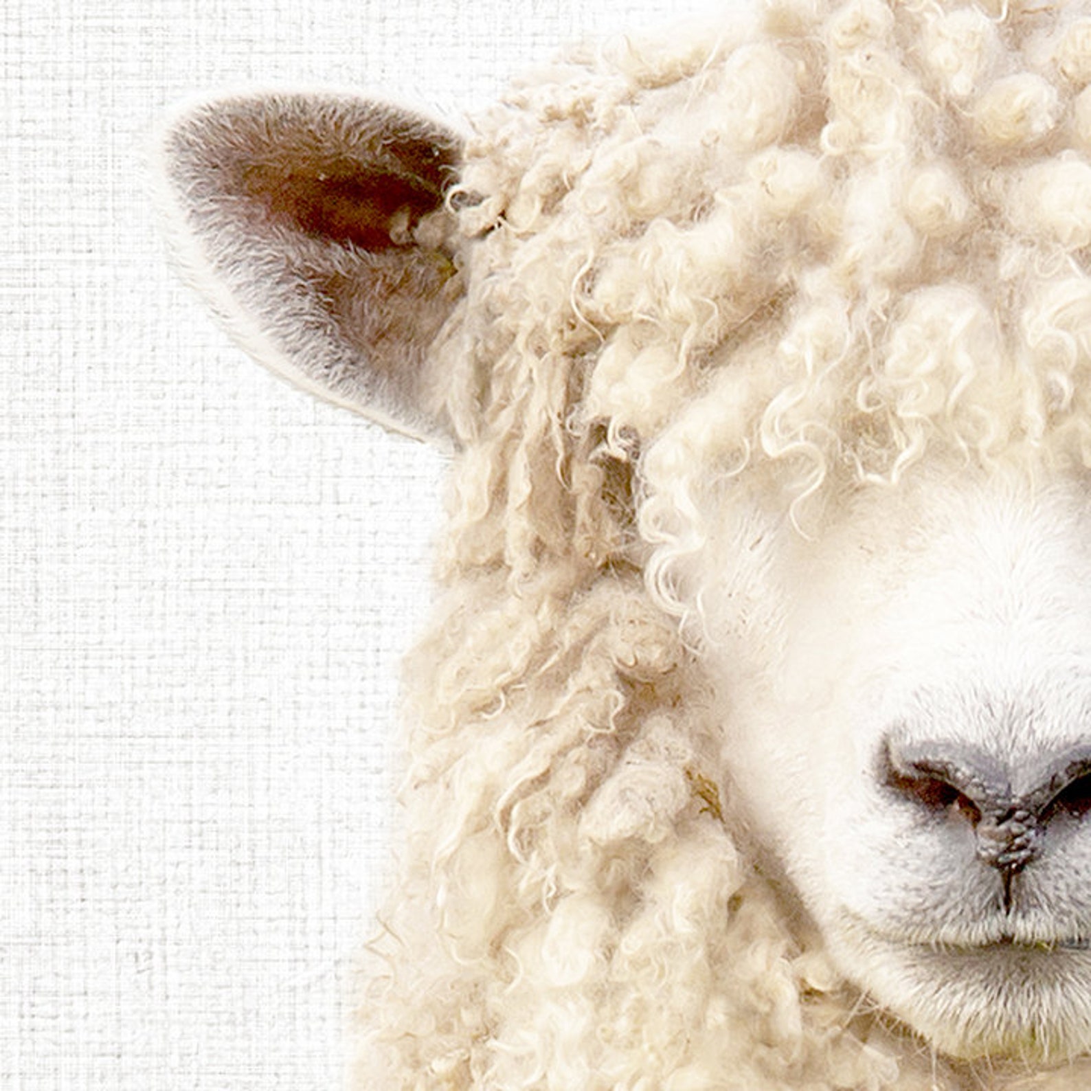 Sheep Photo Print Farm Animal Wall Art Sheep Portrait Sheep - Etsy