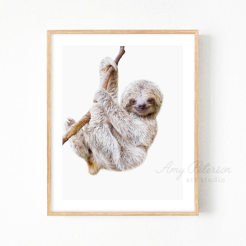 Baby Sloth Art Print Portrait of Baby Sloth Animal Wall Art - Etsy