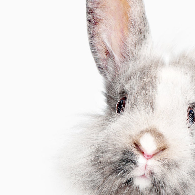 Gray Bunny Print as Seen in Homegoods Baby Animal Print for - Etsy