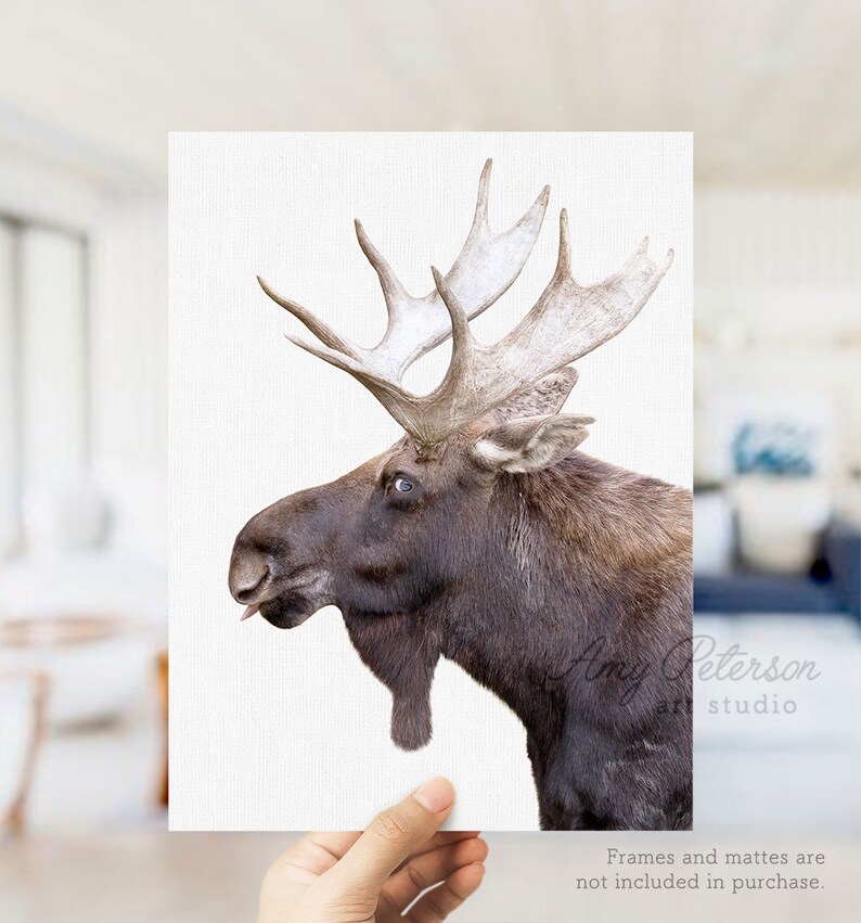 Moose Portrait Moose Photo Print Moose Art Moose Wall Art - Etsy