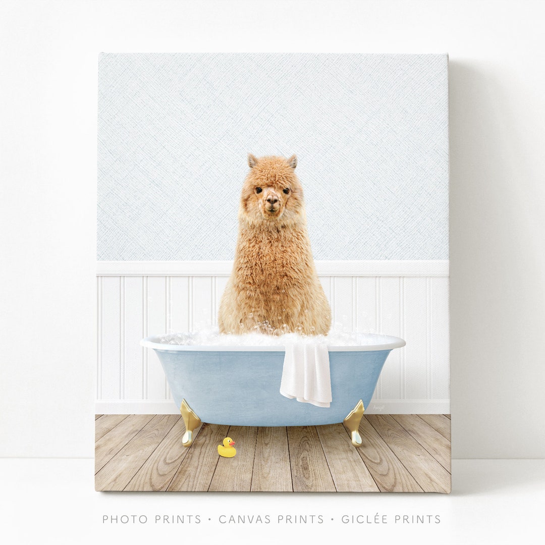 Alpaca in a Vintage Bathtub, Cottage Blue Bath Style, Alpaca in Tub ...