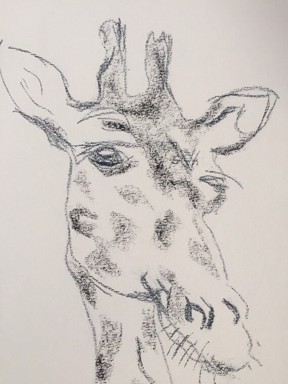 Drawn Giraffe Head